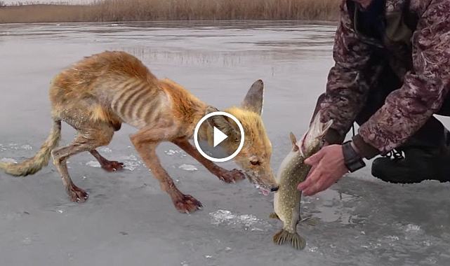 30 Animals That Asked People for Help & Kindness ! - Animals - Ajans Tv ...