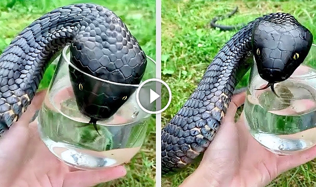 Animals That Asked People for Help & Kindness ! - Animals - Ajans Tv Haber