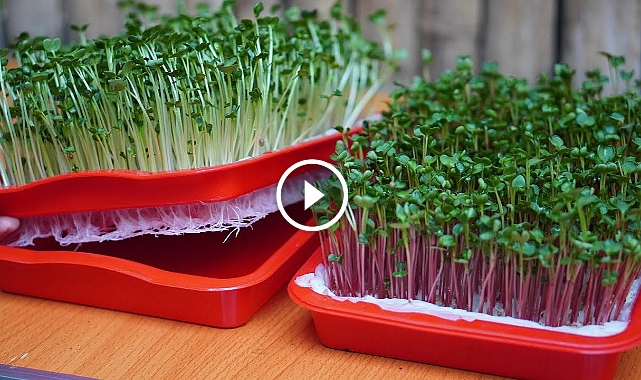 Vegetable Growing Without Garden, How to Grow Sprouts Without Using Soil, High Yield - Garden ...